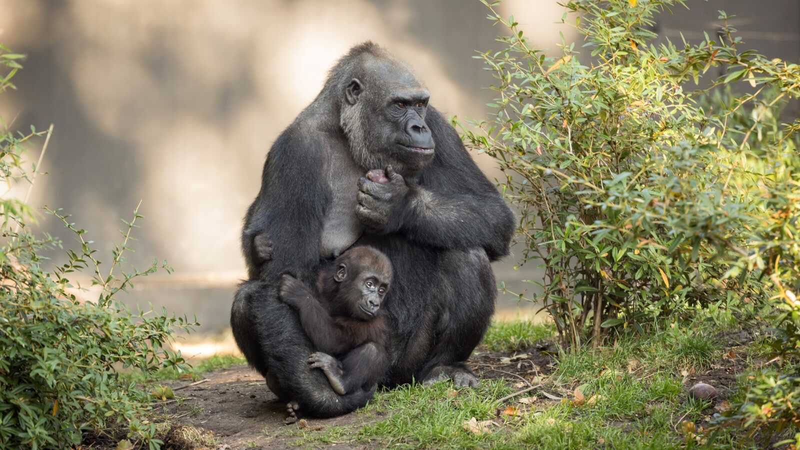 Gorilla Wallpapers (52 images) - WallpaperCat