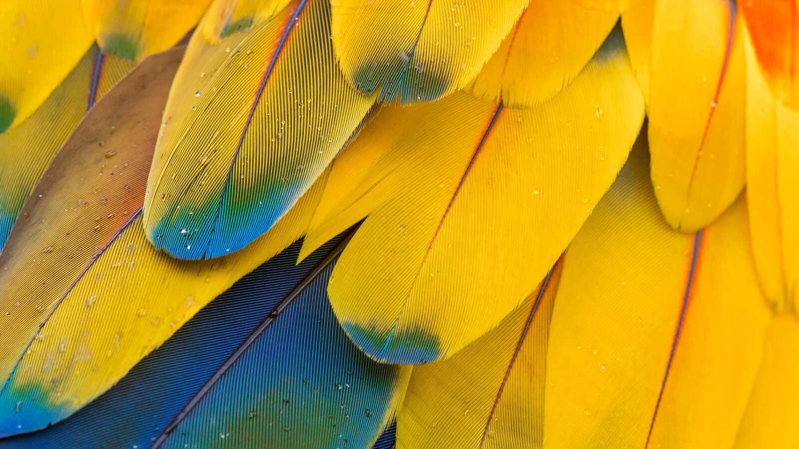 Feather Wallpapers (44 images) - WallpaperCat