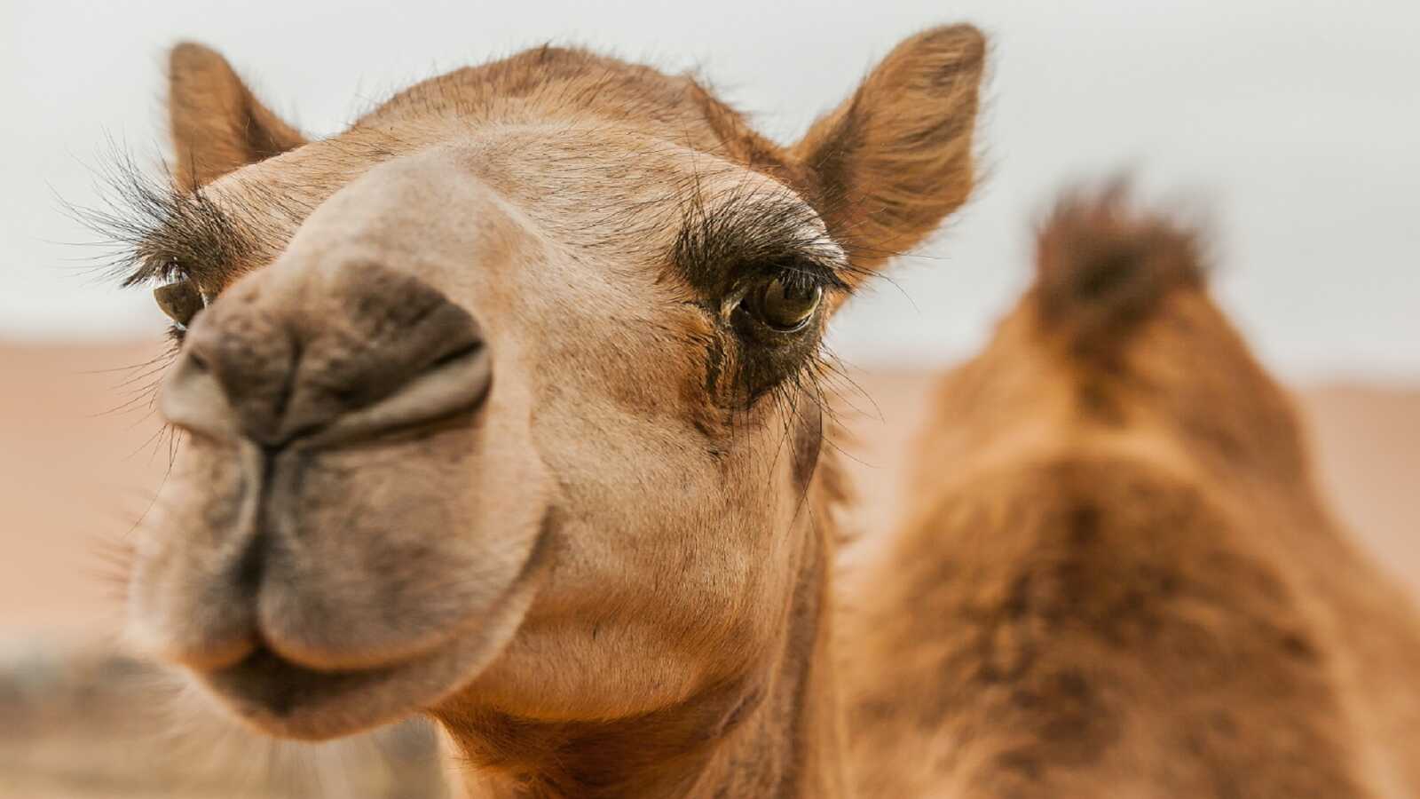 Camel Wallpapers (47 images) - WallpaperCat