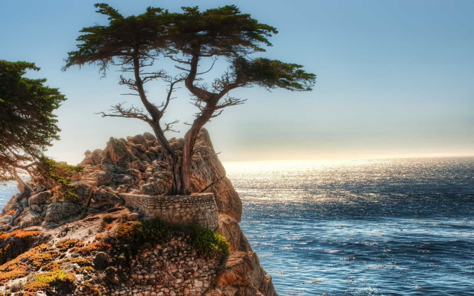 Cypress Tree Wallpapers (40 images) - WallpaperCat