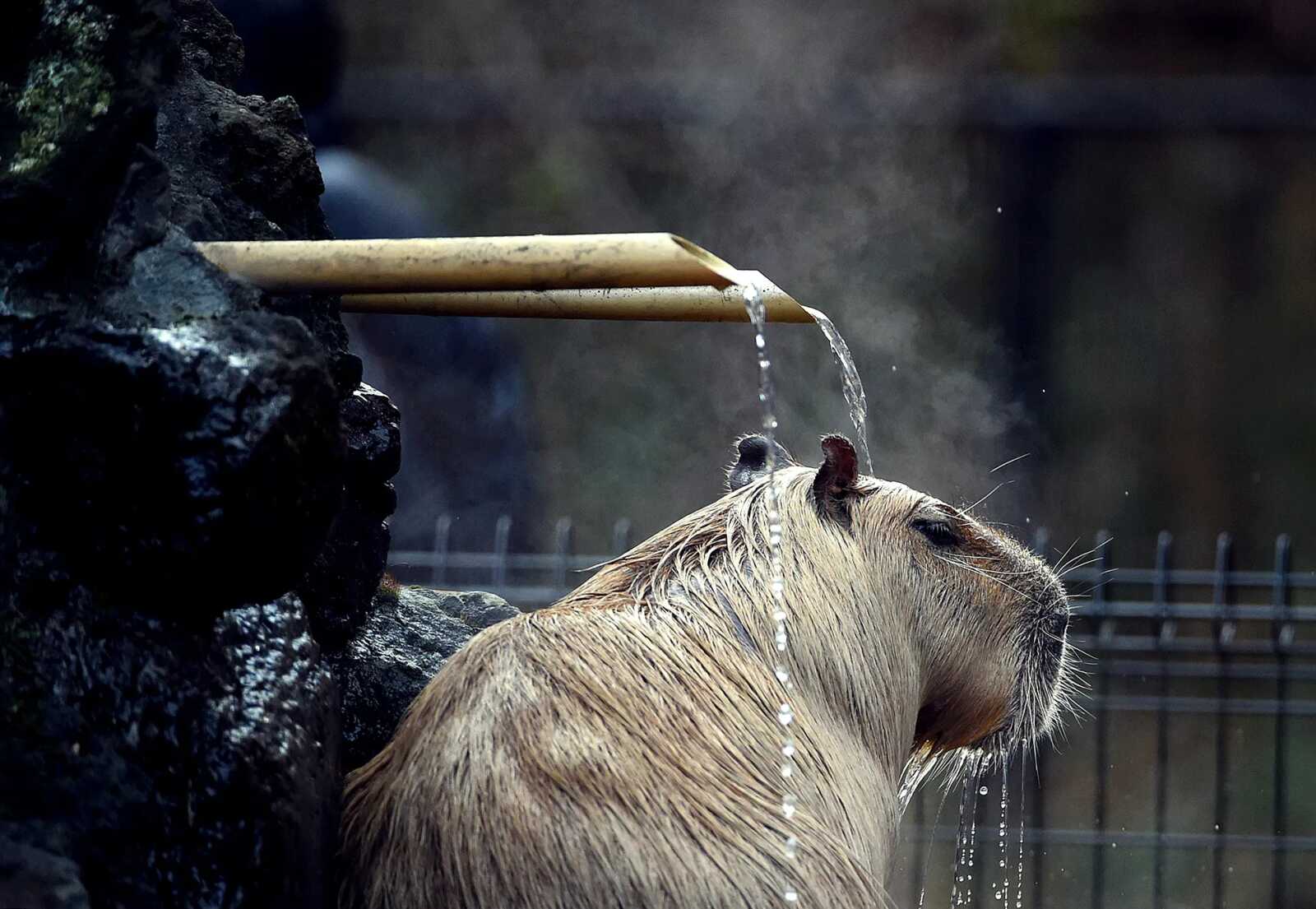 Capybara Wallpapers (43 images) - WallpaperCat