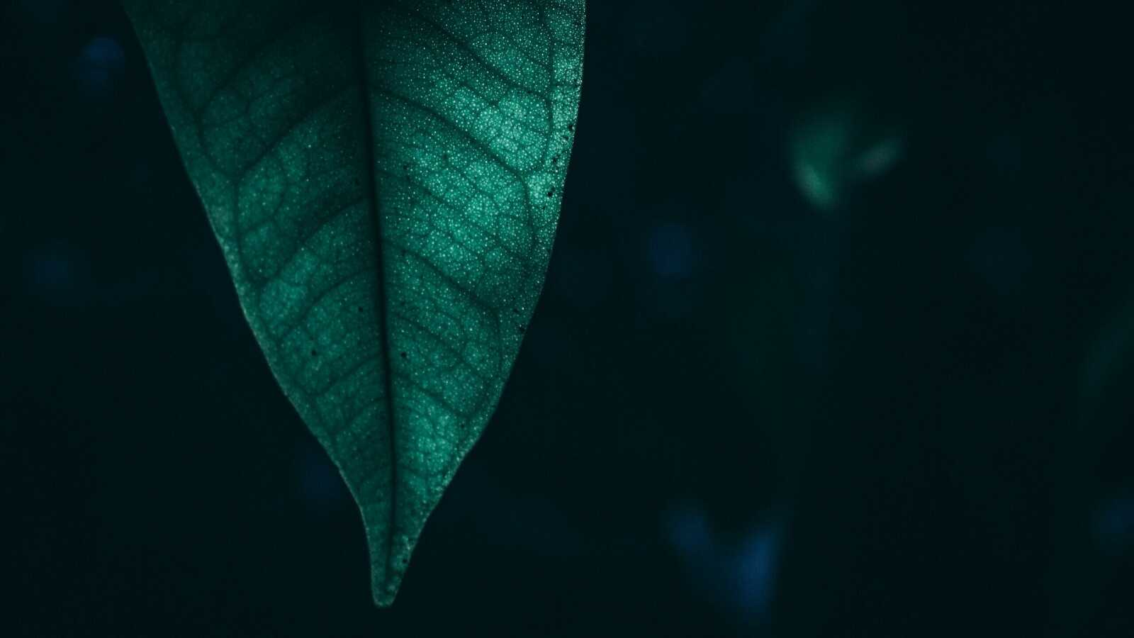 Leaf Wallpapers (125 images) - WallpaperCat
