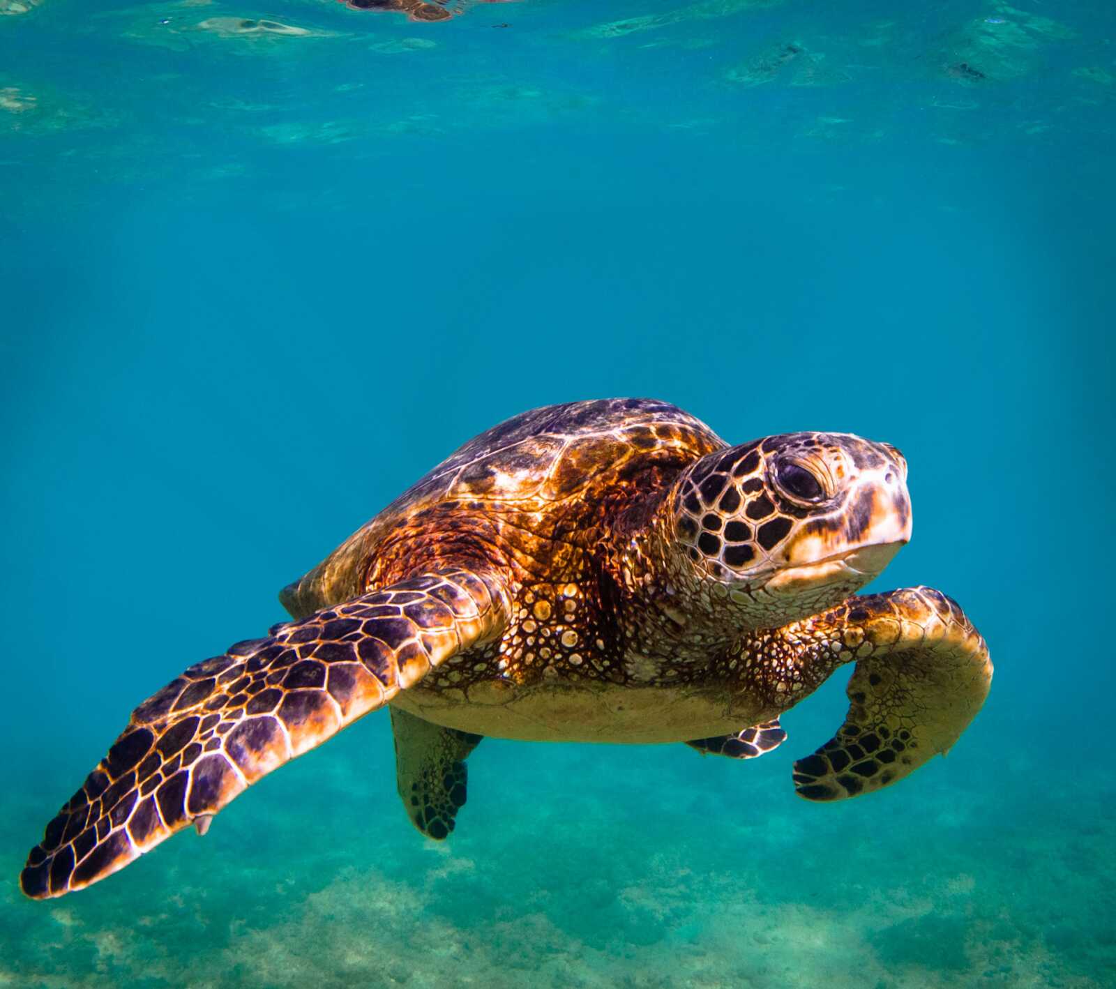 Sea Turtle Wallpapers (60 images) - WallpaperCat
