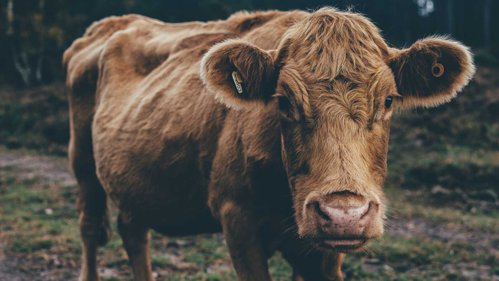 Cow Wallpapers (58 images) - WallpaperCat