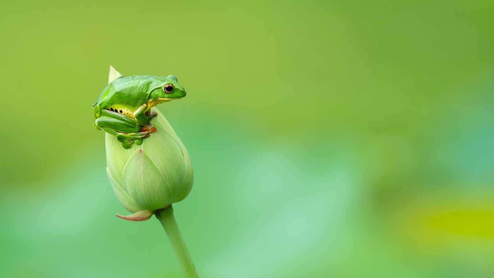 Frog Wallpapers (58 images) - WallpaperCat