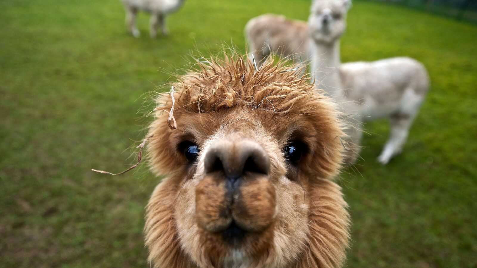 Alpaca Wallpapers (42 images) - WallpaperCat