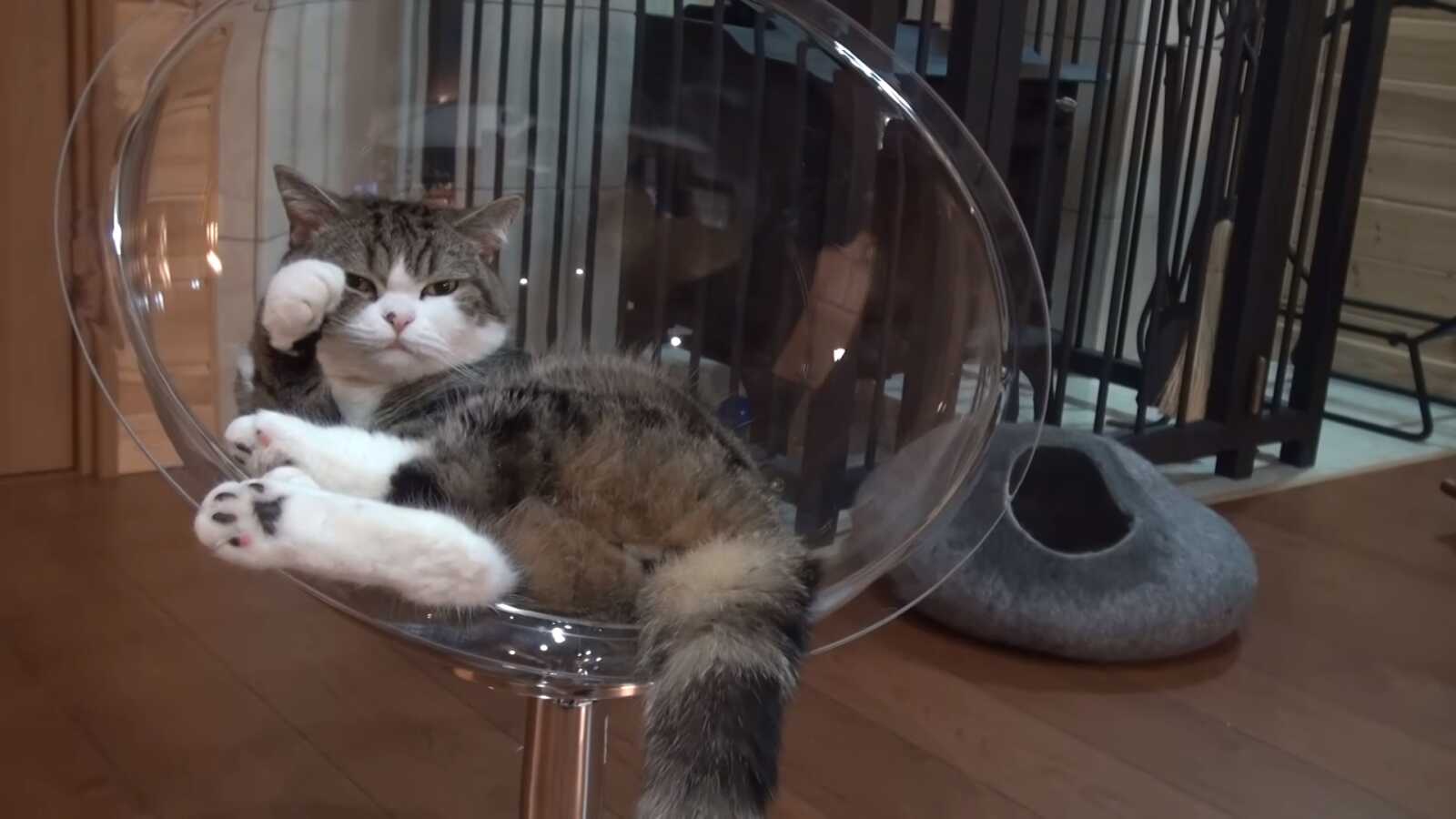 Maru (Cat) Wallpapers (12 images) - WallpaperCat