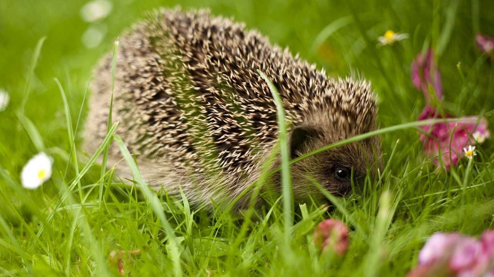 Hedgehog Wallpapers (30 images) - WallpaperCat