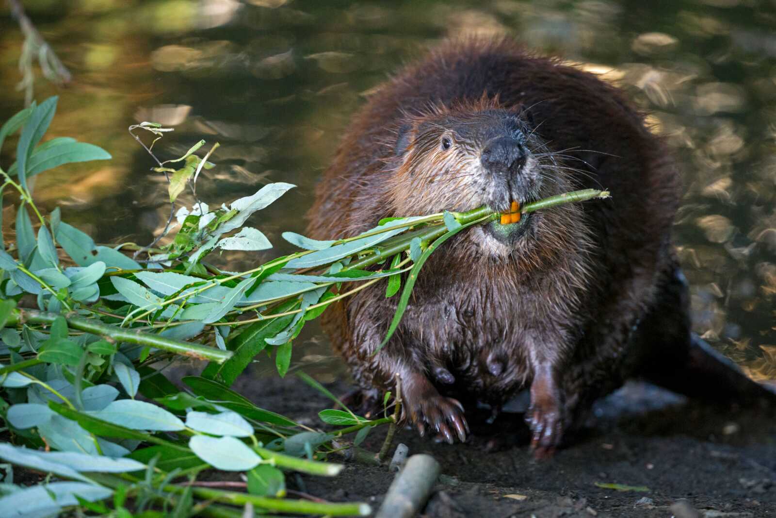 Beaver Wallpapers (43 images) - WallpaperCat