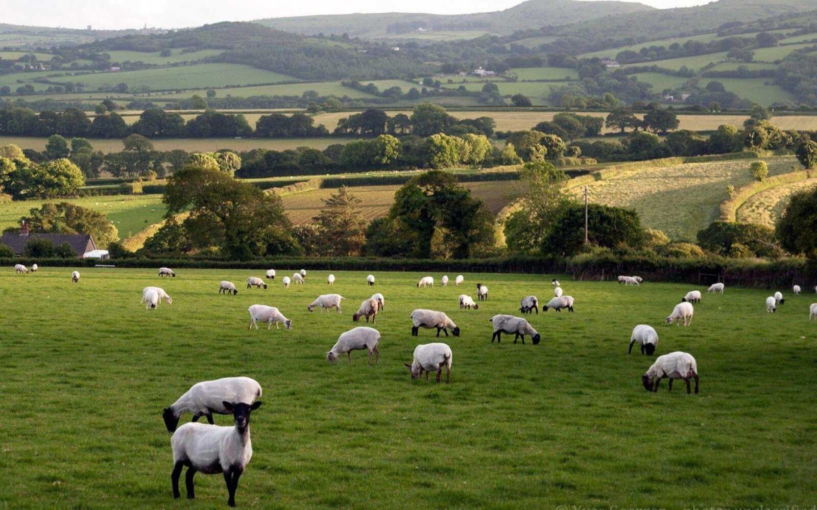 Sheep Wallpapers (54 images) - WallpaperCat