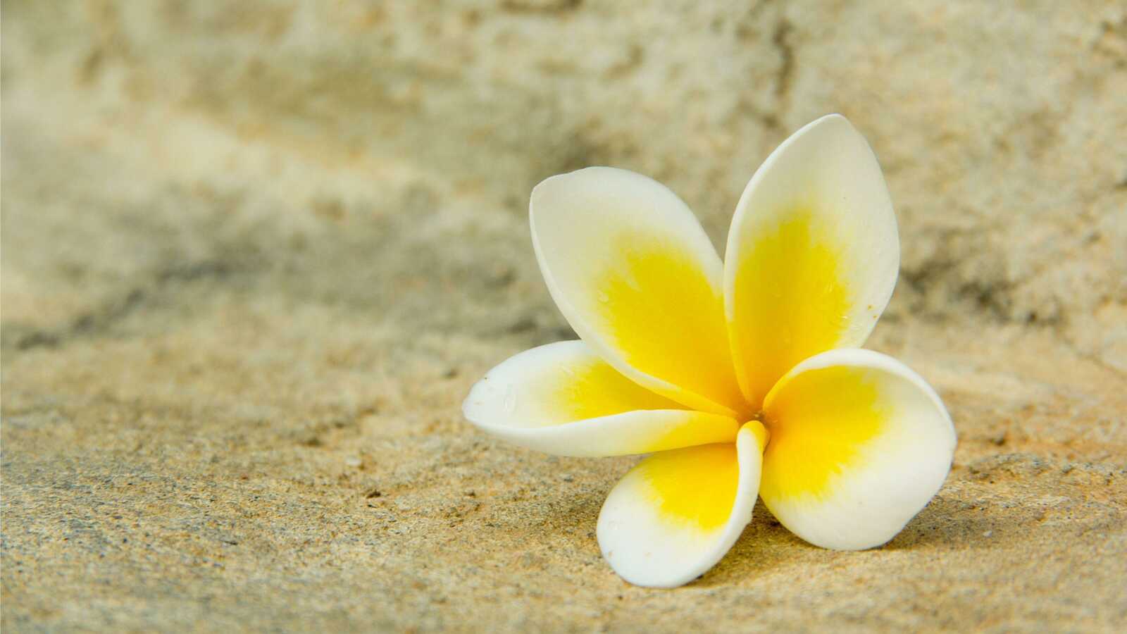 Frangipani Flower Wallpapers (81 images) - WallpaperCat