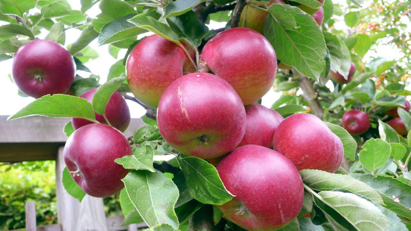 Apple Tree Wallpapers (70 images) - WallpaperCat