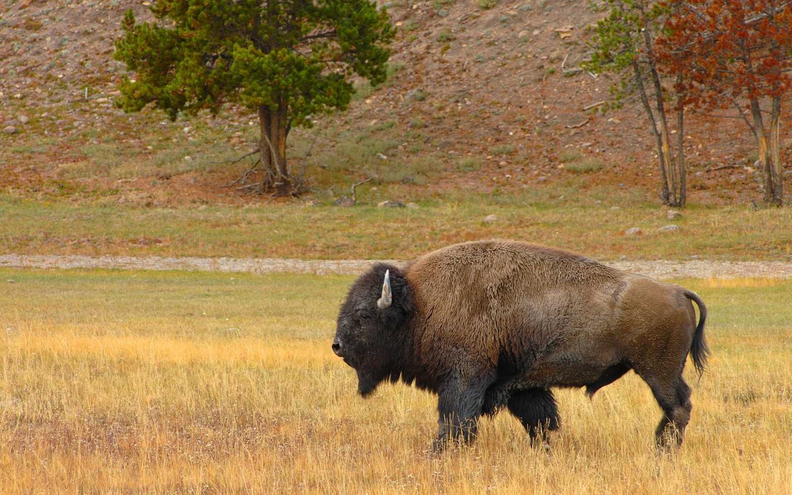 Yellowstone National Park Wallpapers (61 images) - WallpaperCat