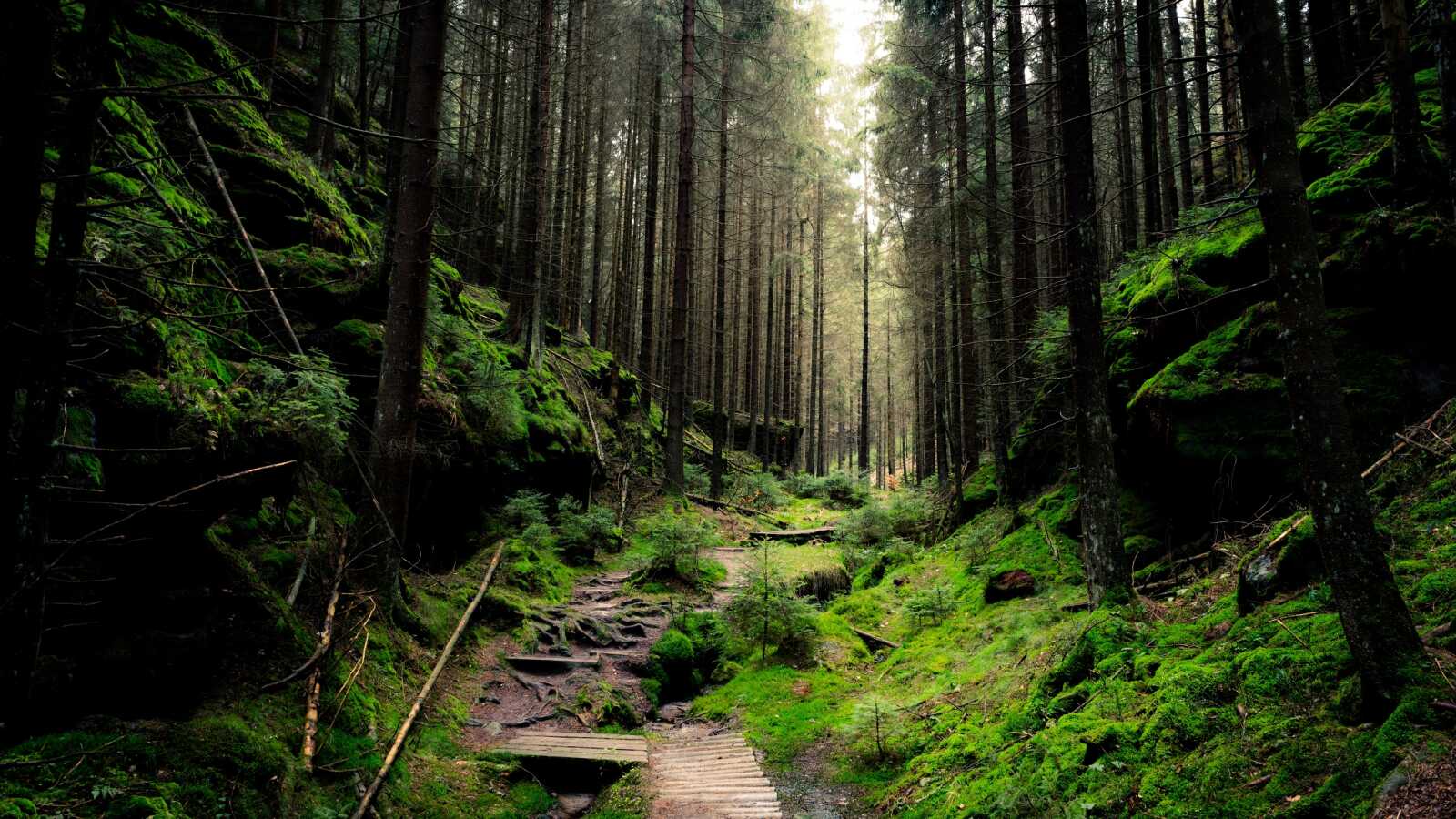 Green Forest Wallpapers (59 images) - WallpaperCat