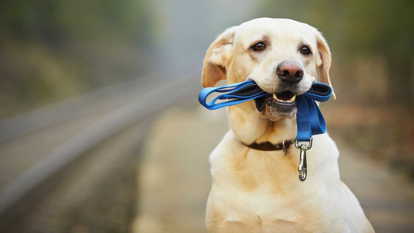 Labrador Wallpapers (42 images) - WallpaperCat