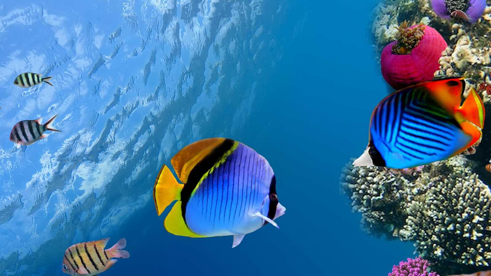 Tropical fish Wallpapers (51 images) - WallpaperCat