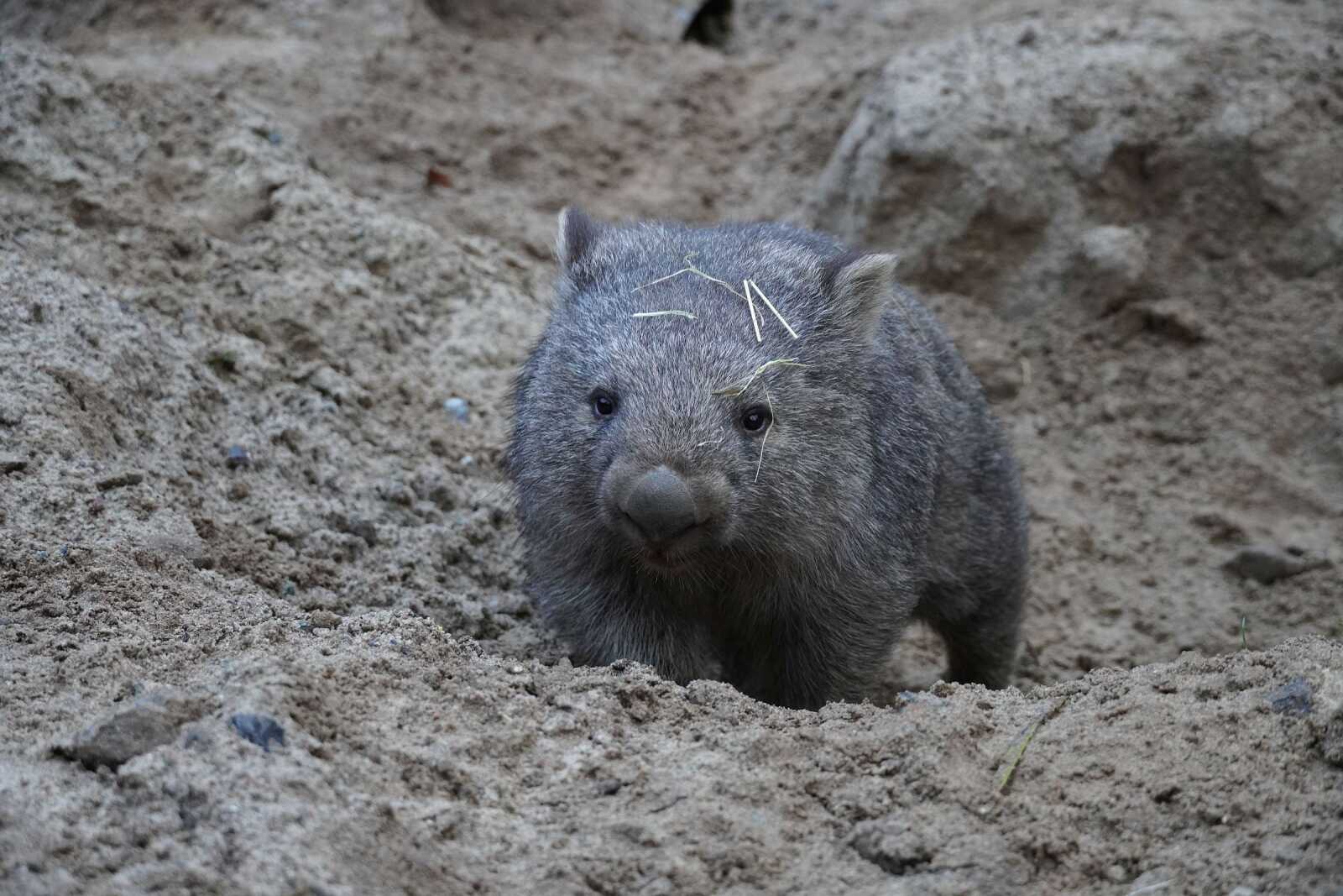 Wombat Wallpapers (35 images) - WallpaperCat