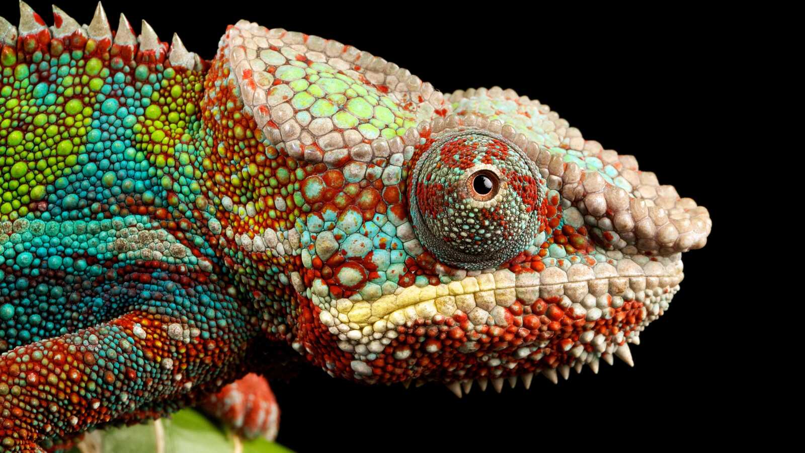 Lizard Wallpapers (56 images) - WallpaperCat