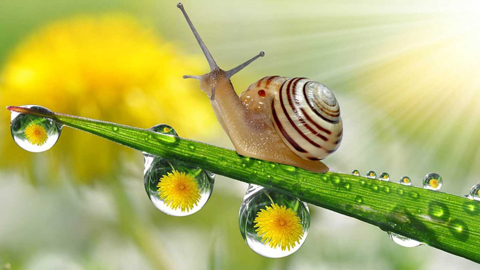 Go Green Wallpapers (48 images) - WallpaperCat