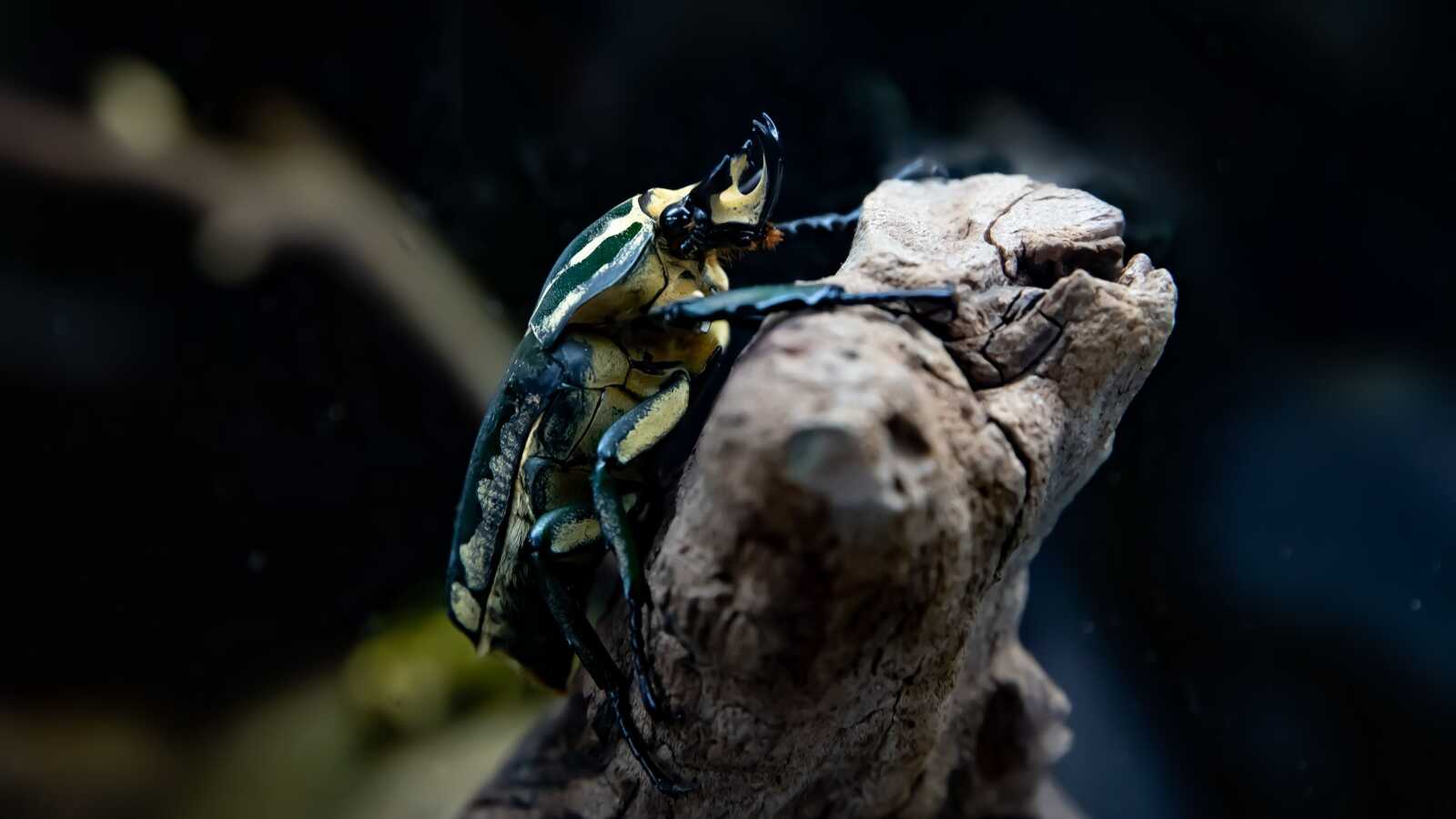 Insect Wallpapers (46 images) - WallpaperCat