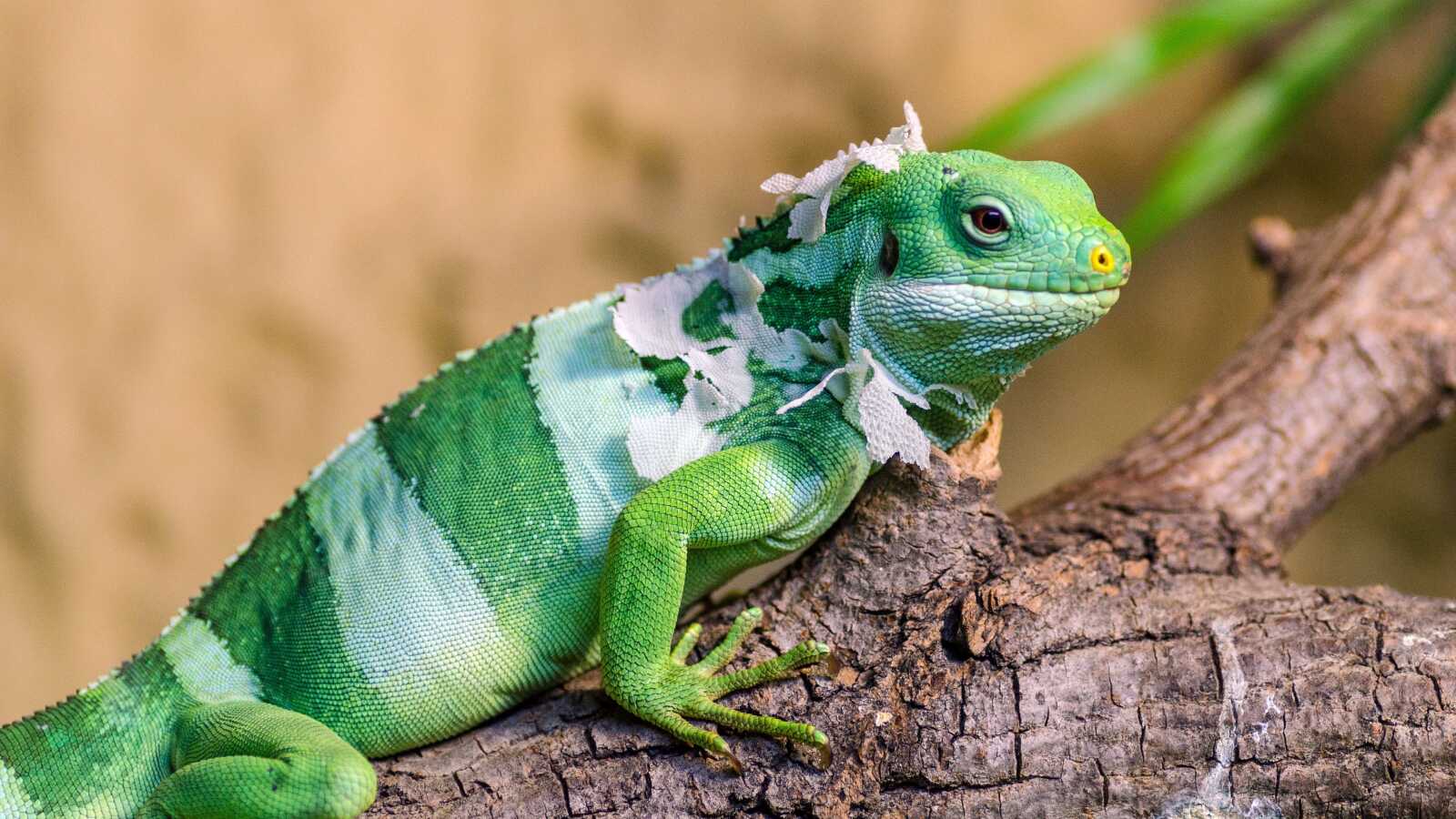 Lizard Wallpapers (56 images) - WallpaperCat