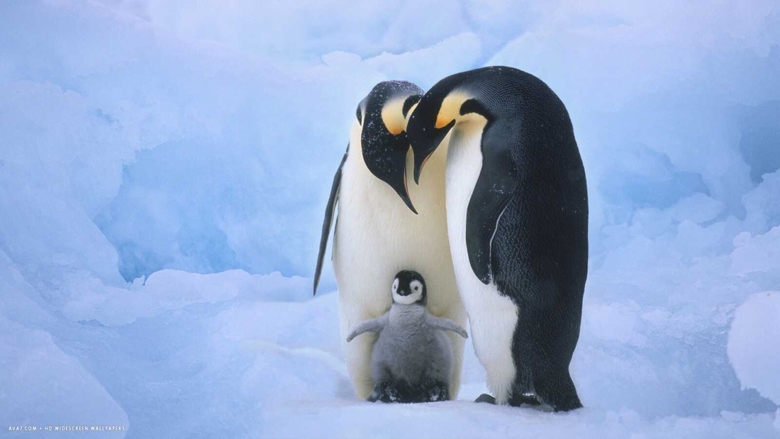 Family Wallpapers (44 images) - WallpaperCat