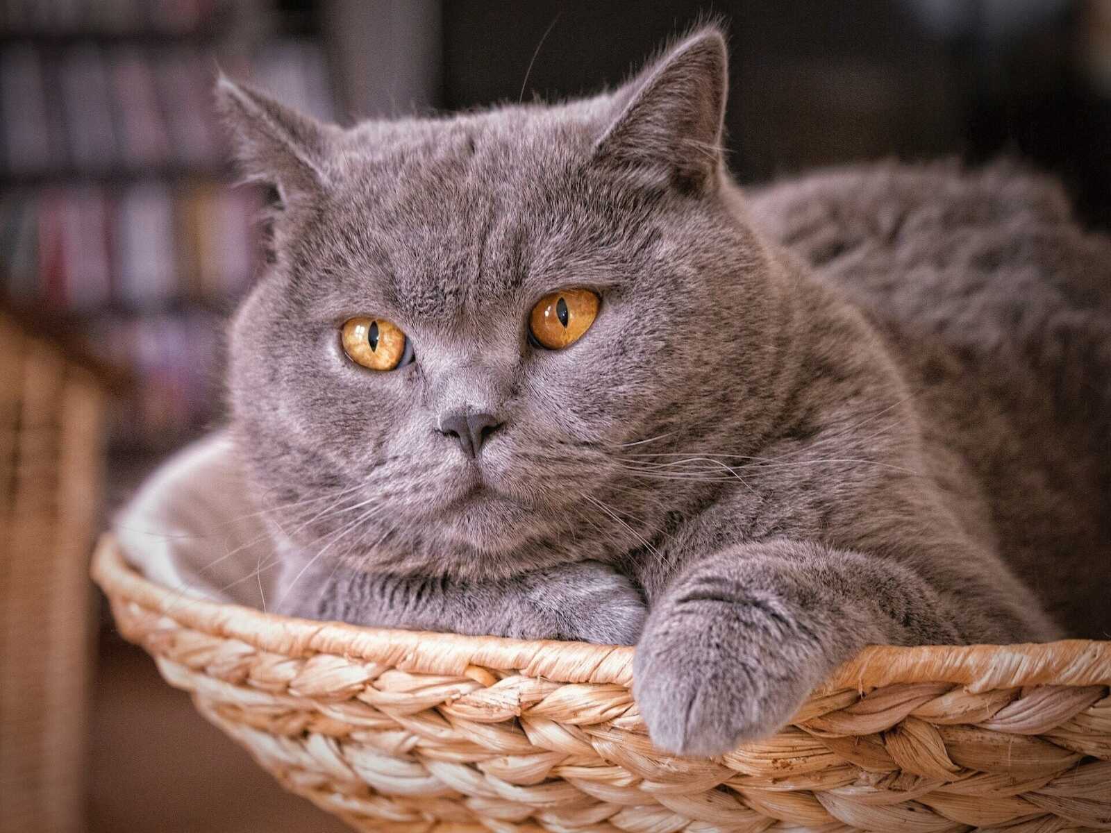 British Cat Wallpapers (36 images) - WallpaperCat