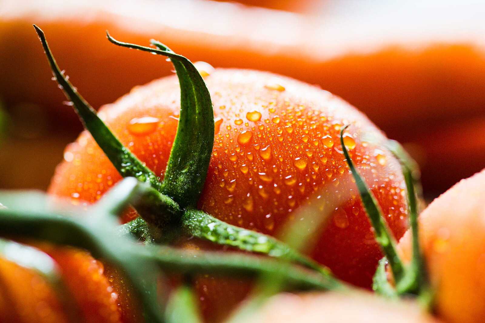 Tomato Wallpapers (70 images) - WallpaperCat