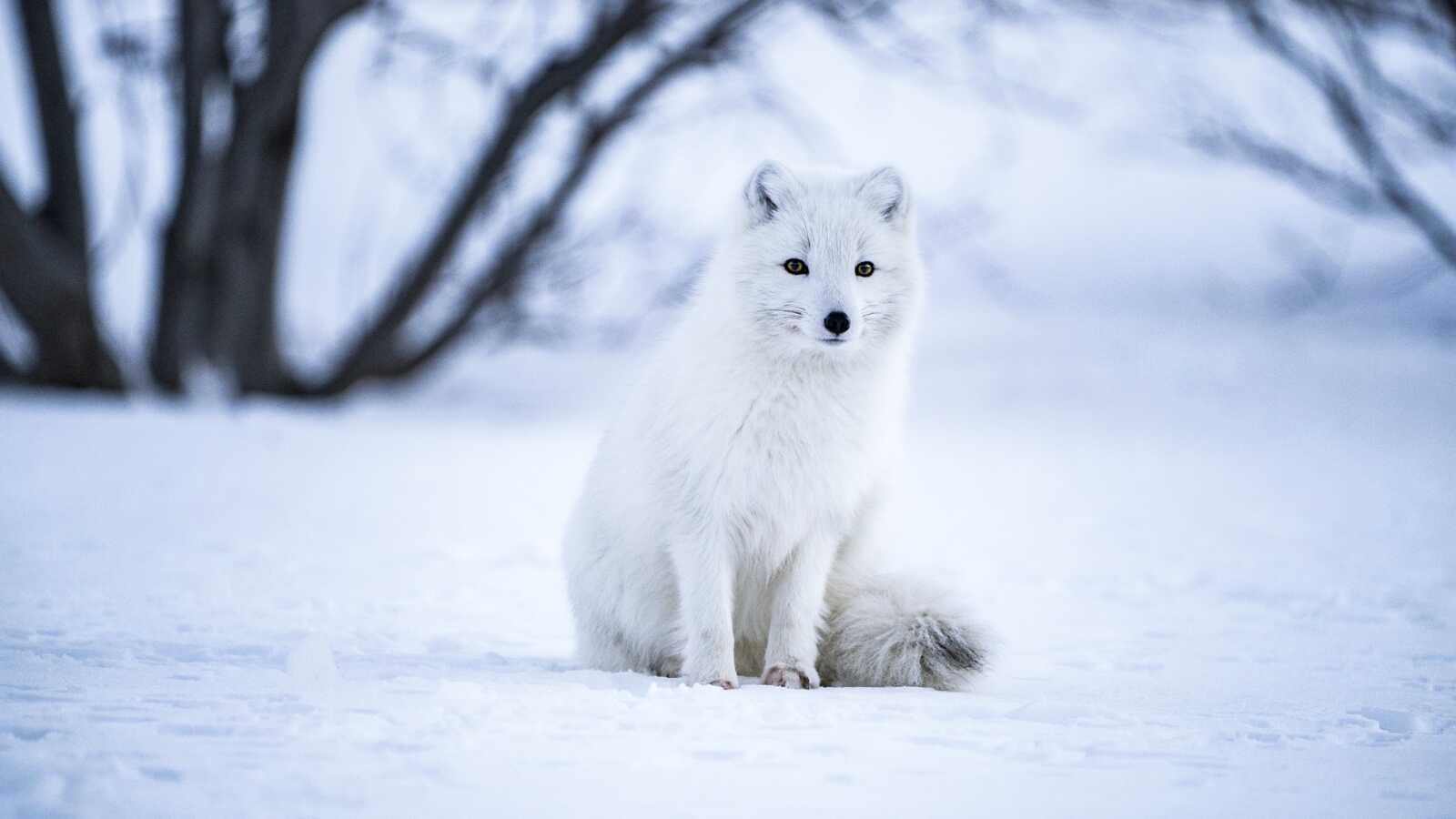 Arctic Fox Wallpapers (61 images) - WallpaperCat