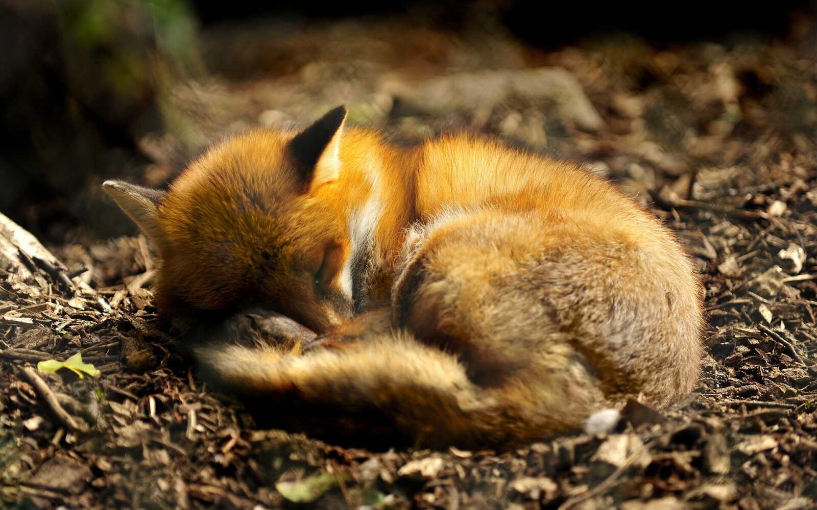 Fox Wallpapers (100 images) - WallpaperCat