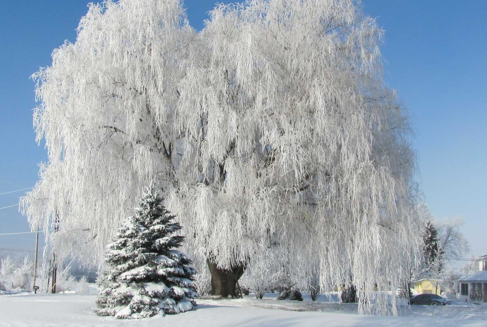 Willow Tree Wallpapers (47 images) - WallpaperCat