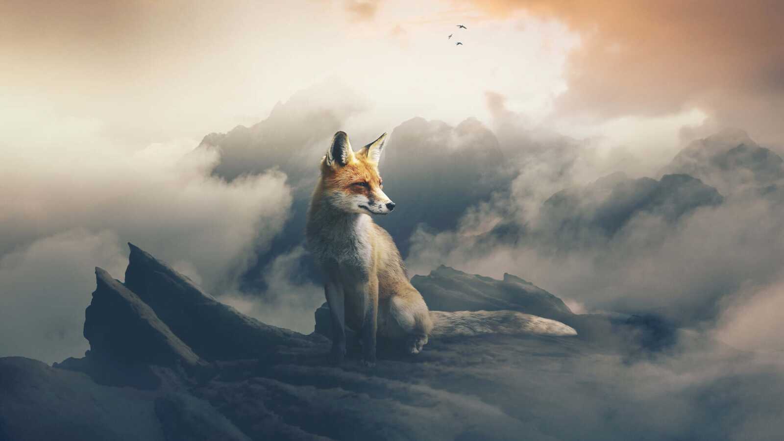 Fox Wallpapers (100 images) - WallpaperCat