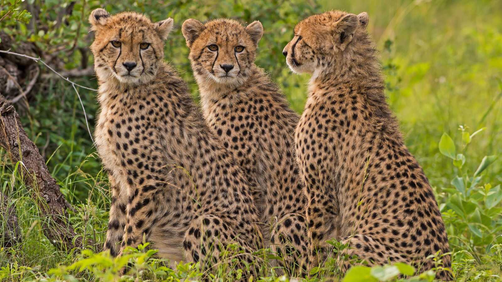 Cheetah Wallpapers (61 images) - WallpaperCat