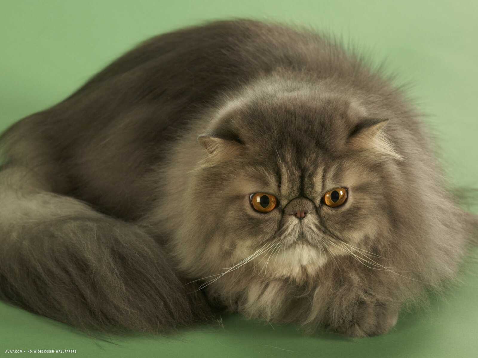 Persian Cat Wallpapers (28 images) - WallpaperCat