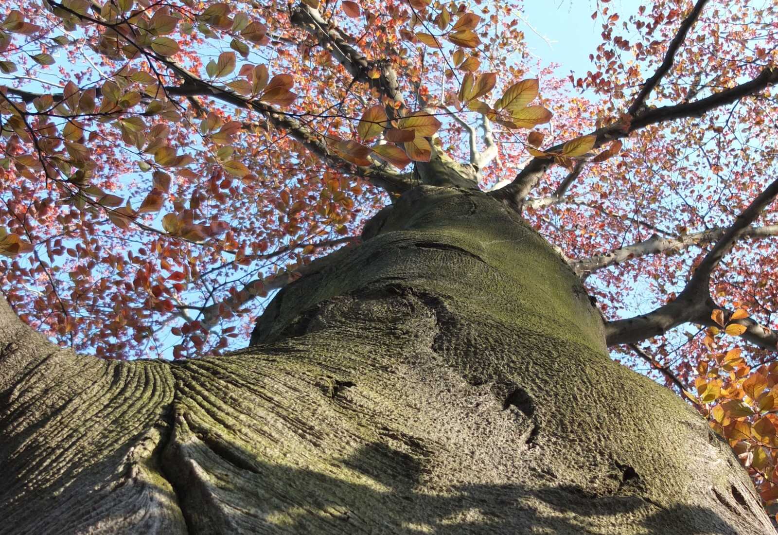 Beech Tree Wallpapers (35 images) - WallpaperCat