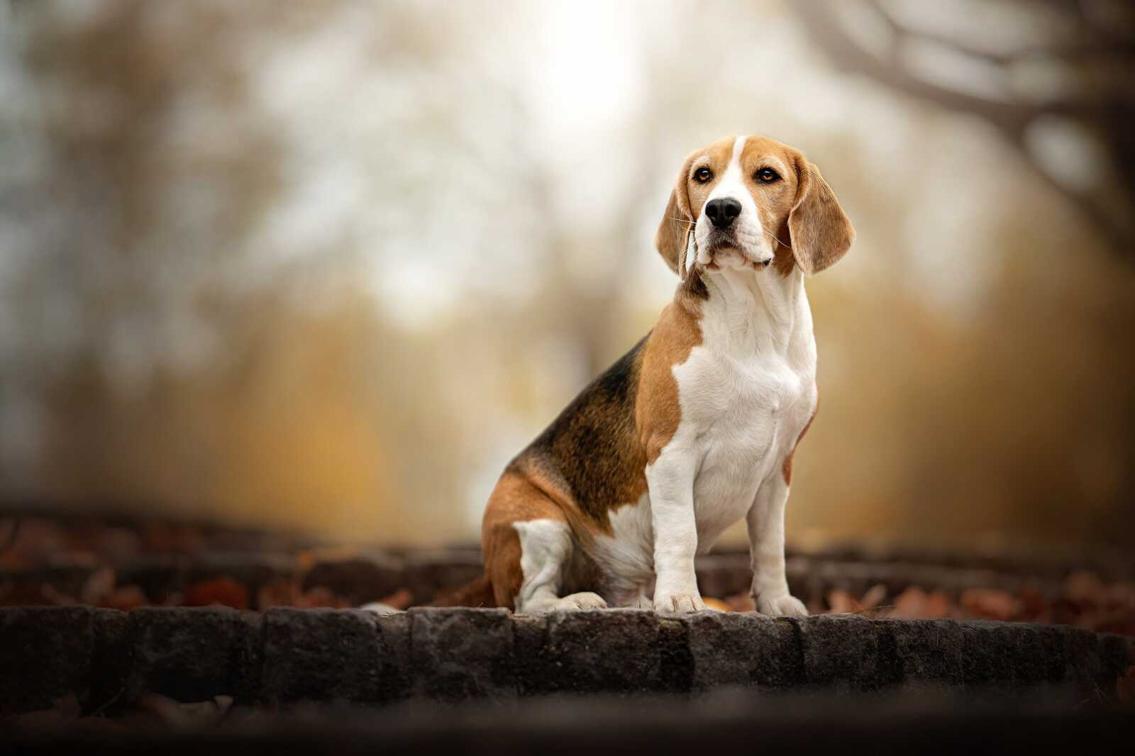 Beagle Wallpapers (34 images) - WallpaperCat