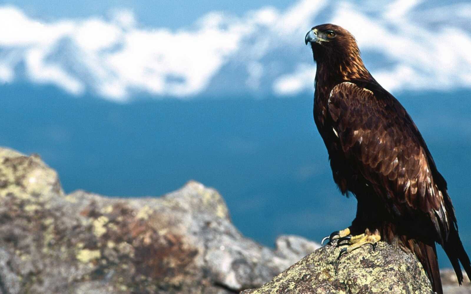 Hawk Wallpapers (46 images) - WallpaperCat