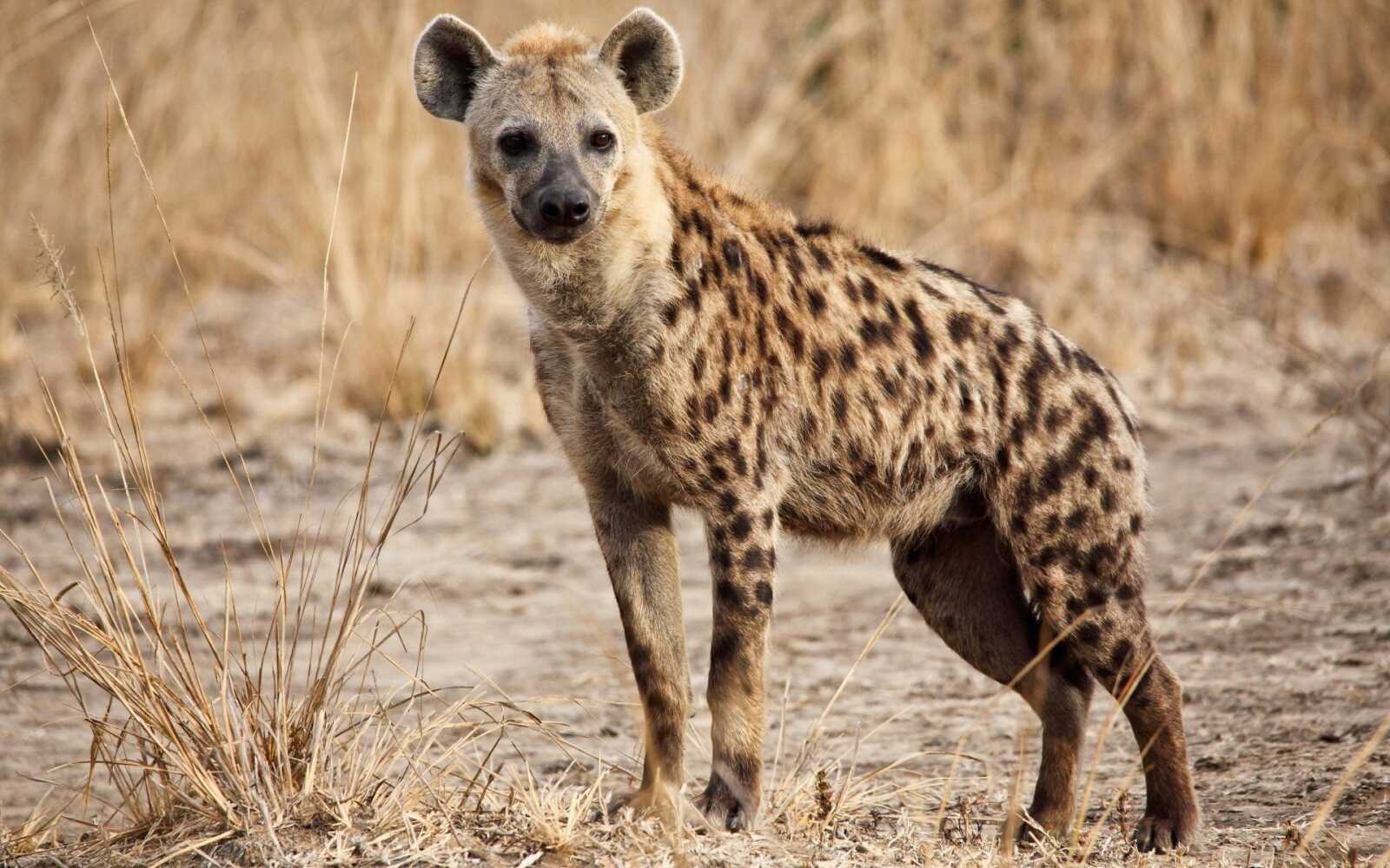 Hyena Wallpapers (37 images) - WallpaperCat