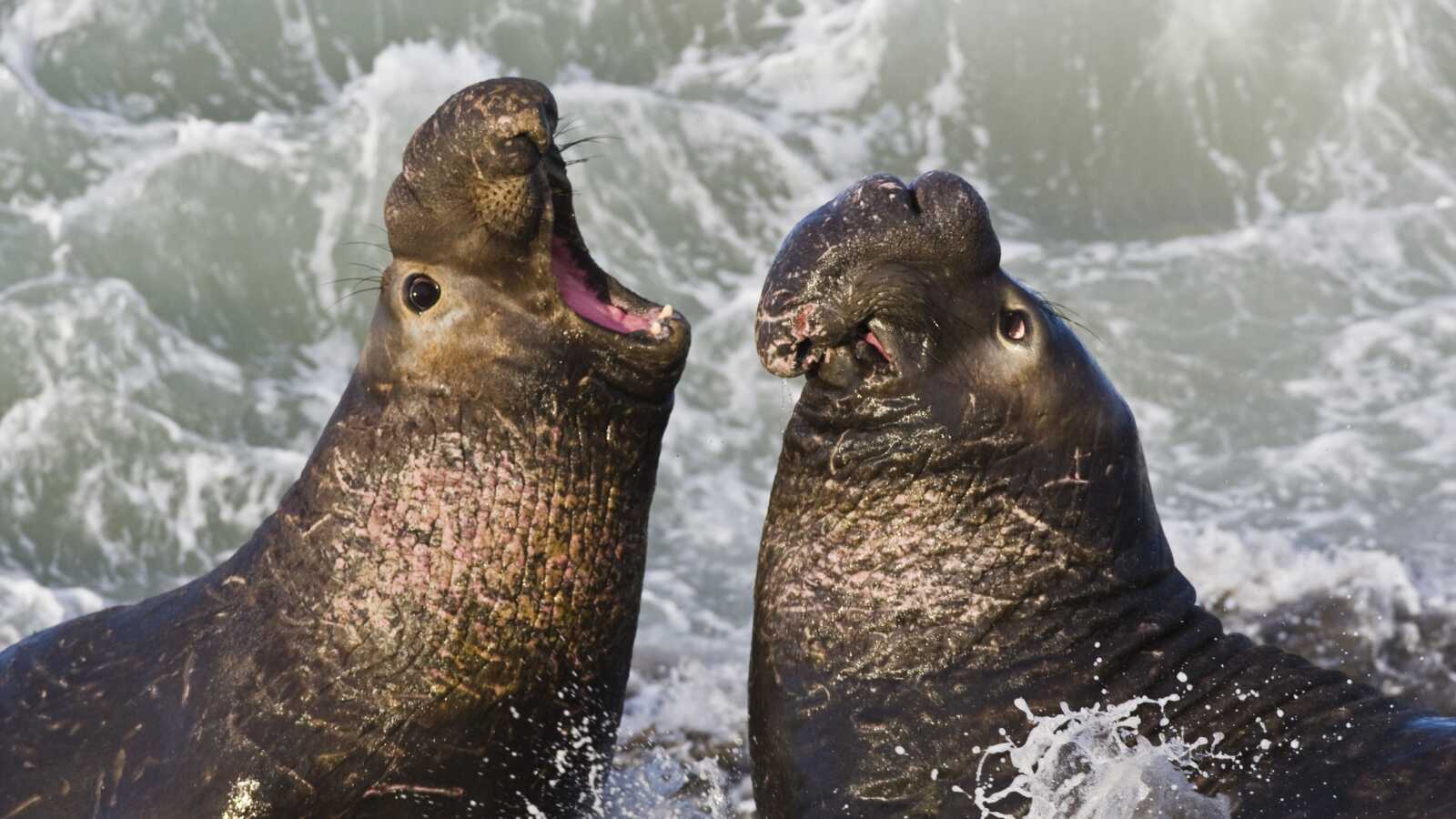 Seal Wallpapers (48 images) - WallpaperCat