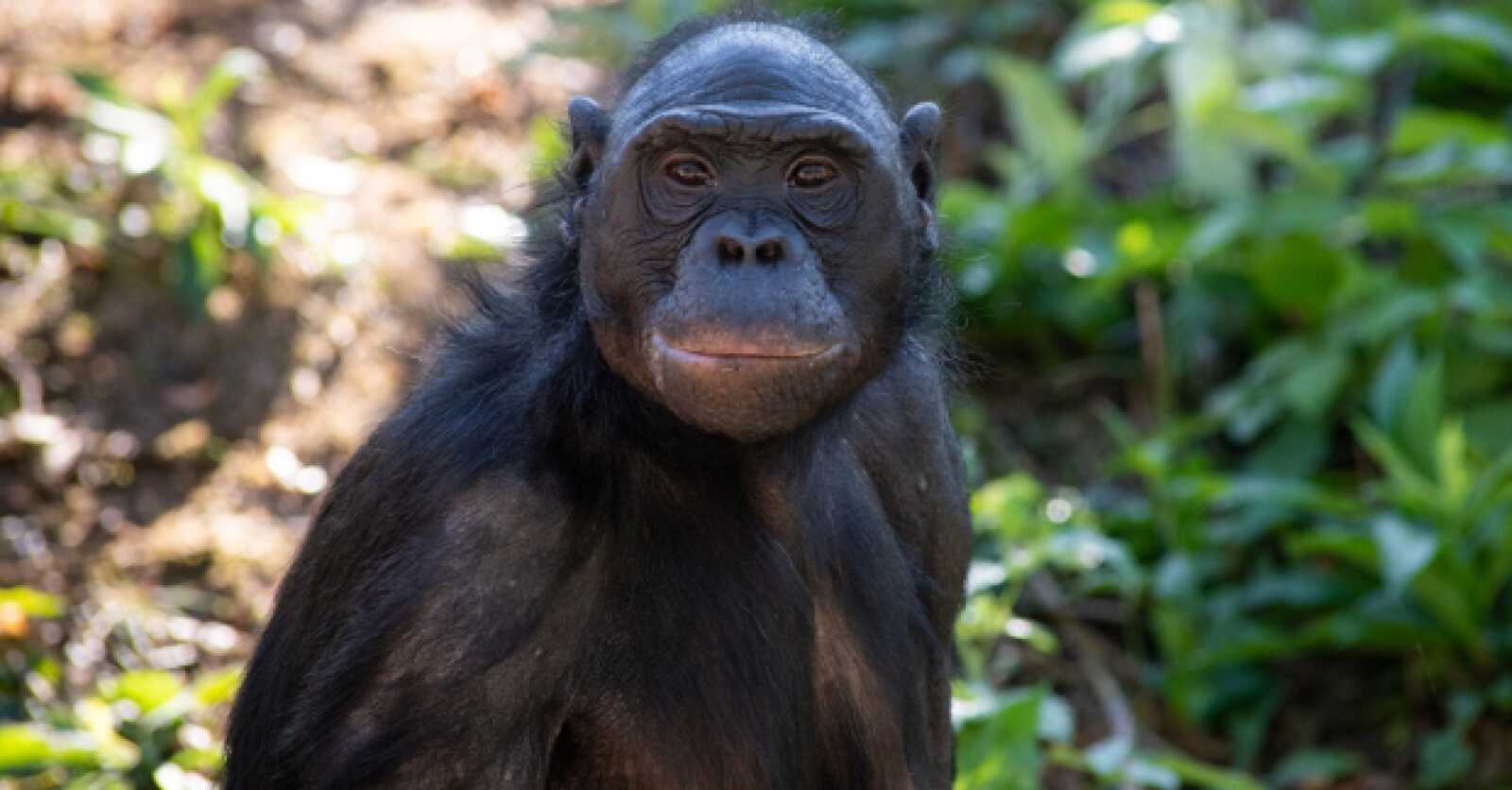 Bonobo Wallpapers (44 images) - WallpaperCat