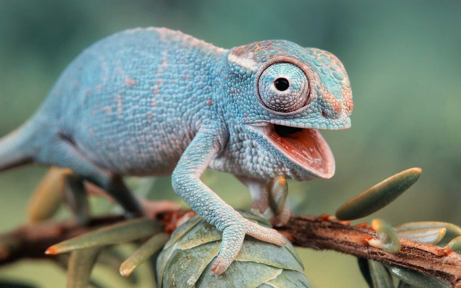 Lizard Wallpapers (56 images) - WallpaperCat