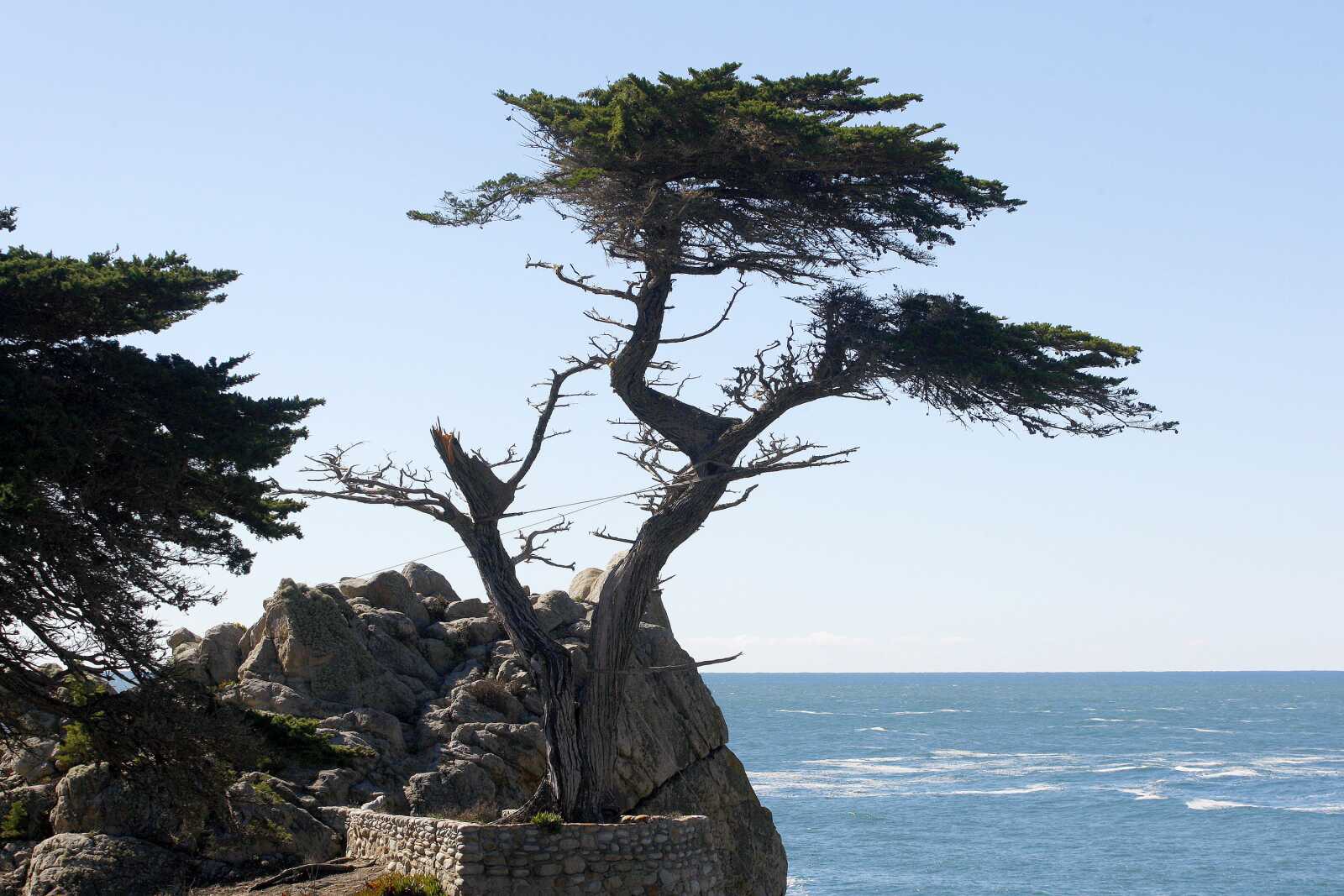 Cypress Tree Wallpapers (40 images) - WallpaperCat