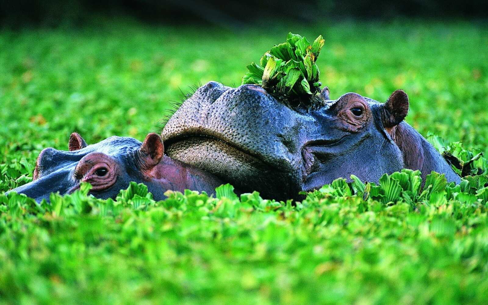 Hippopotamus Wallpapers (58 images) - WallpaperCat