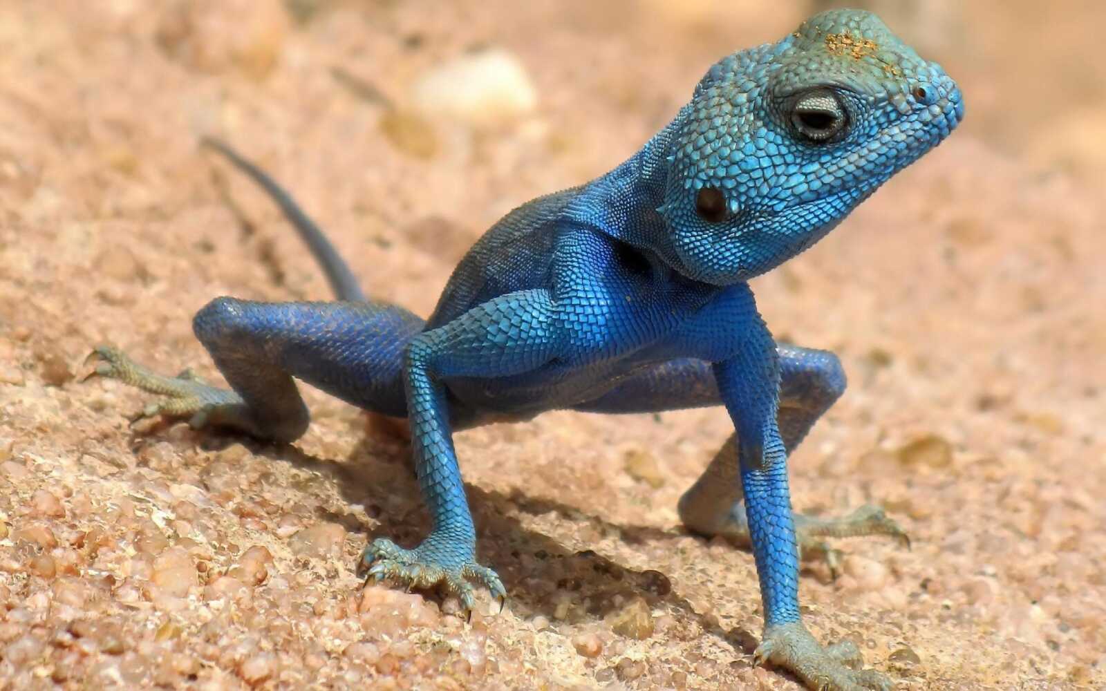 Lizard Wallpapers (56 images) - WallpaperCat