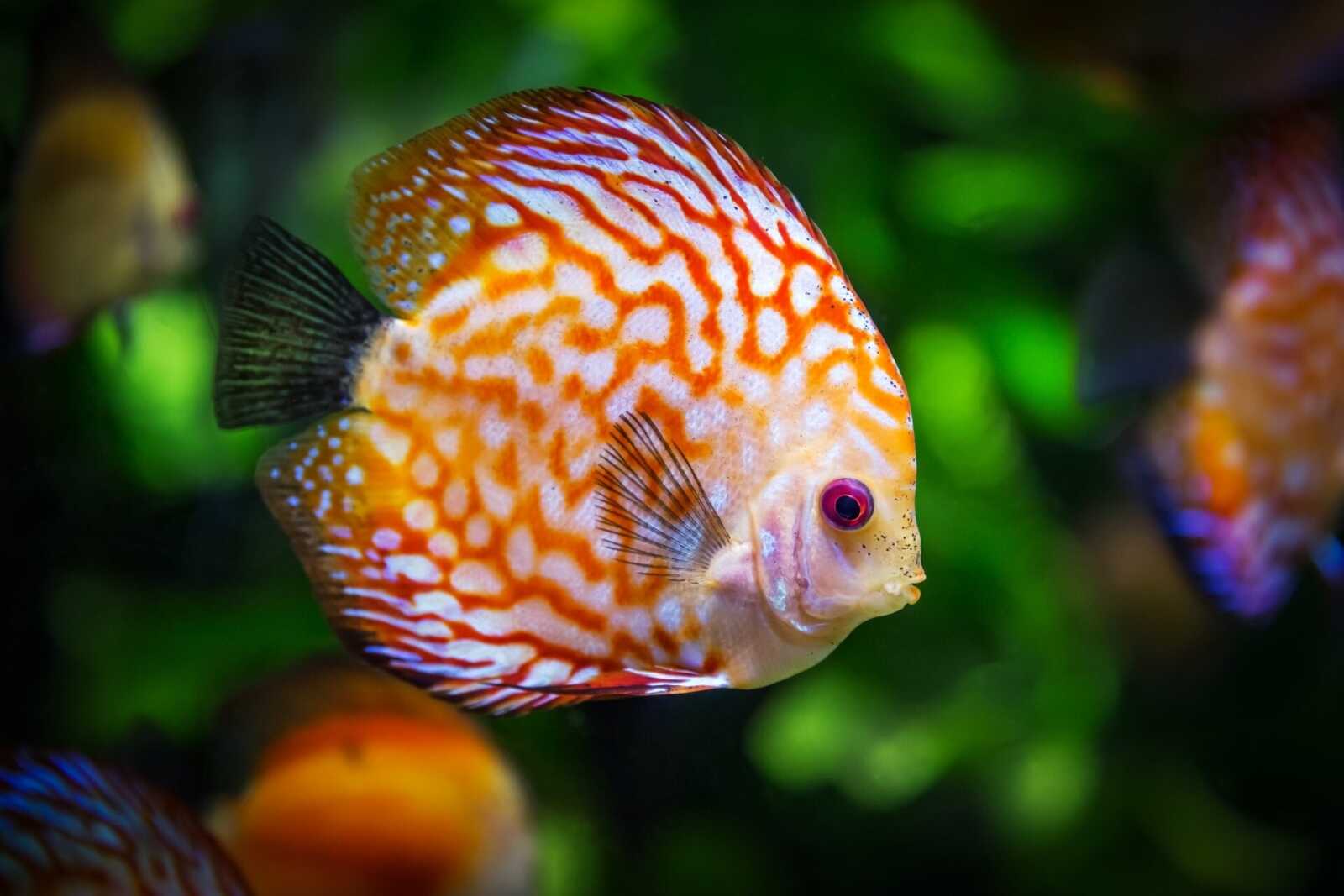 Fish Wallpapers (94 images) - WallpaperCat