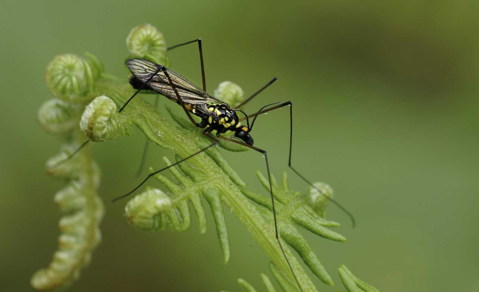 Insect Wallpapers (46 images) - WallpaperCat