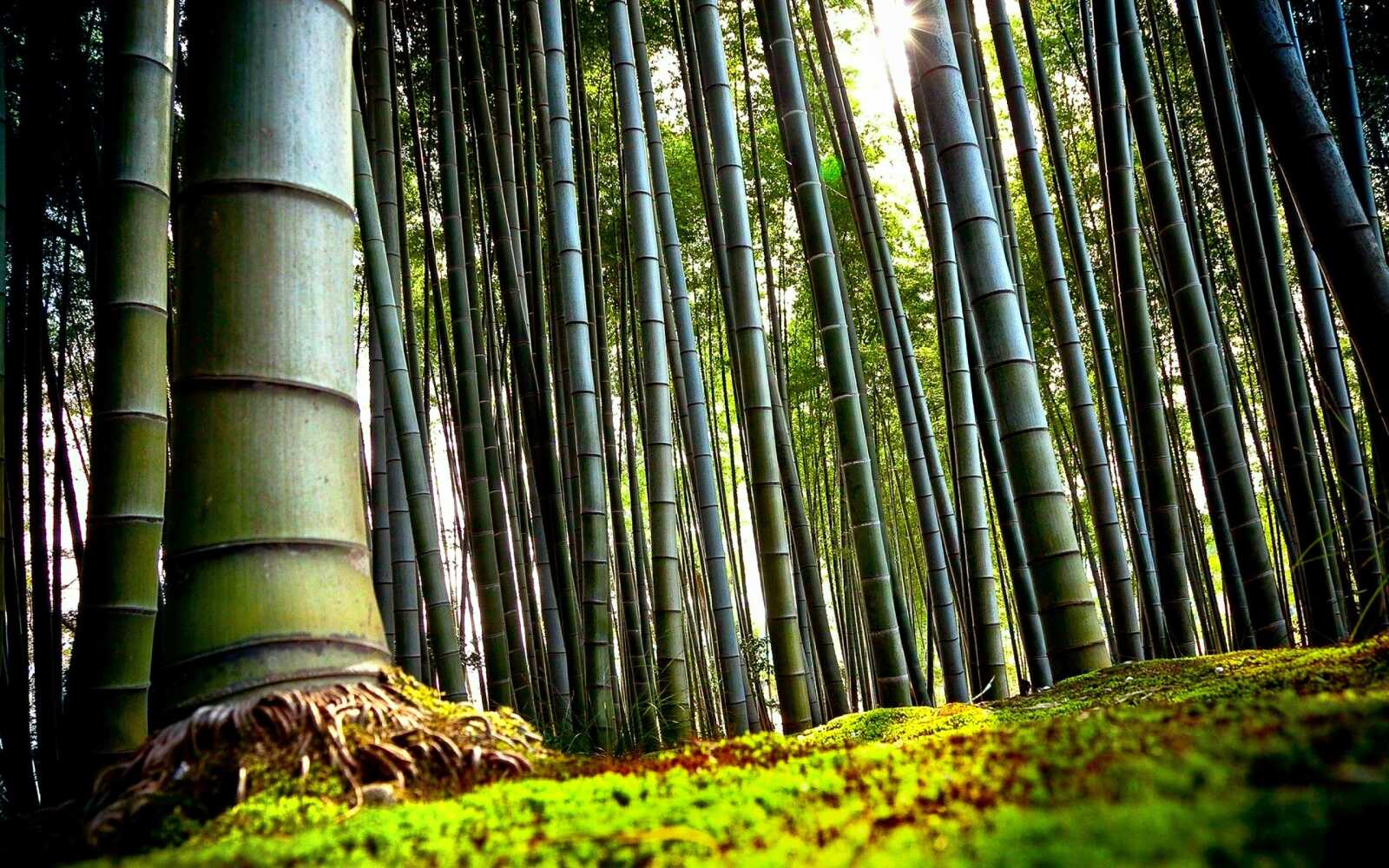 Bamboo Wallpapers (59 images) - WallpaperCat