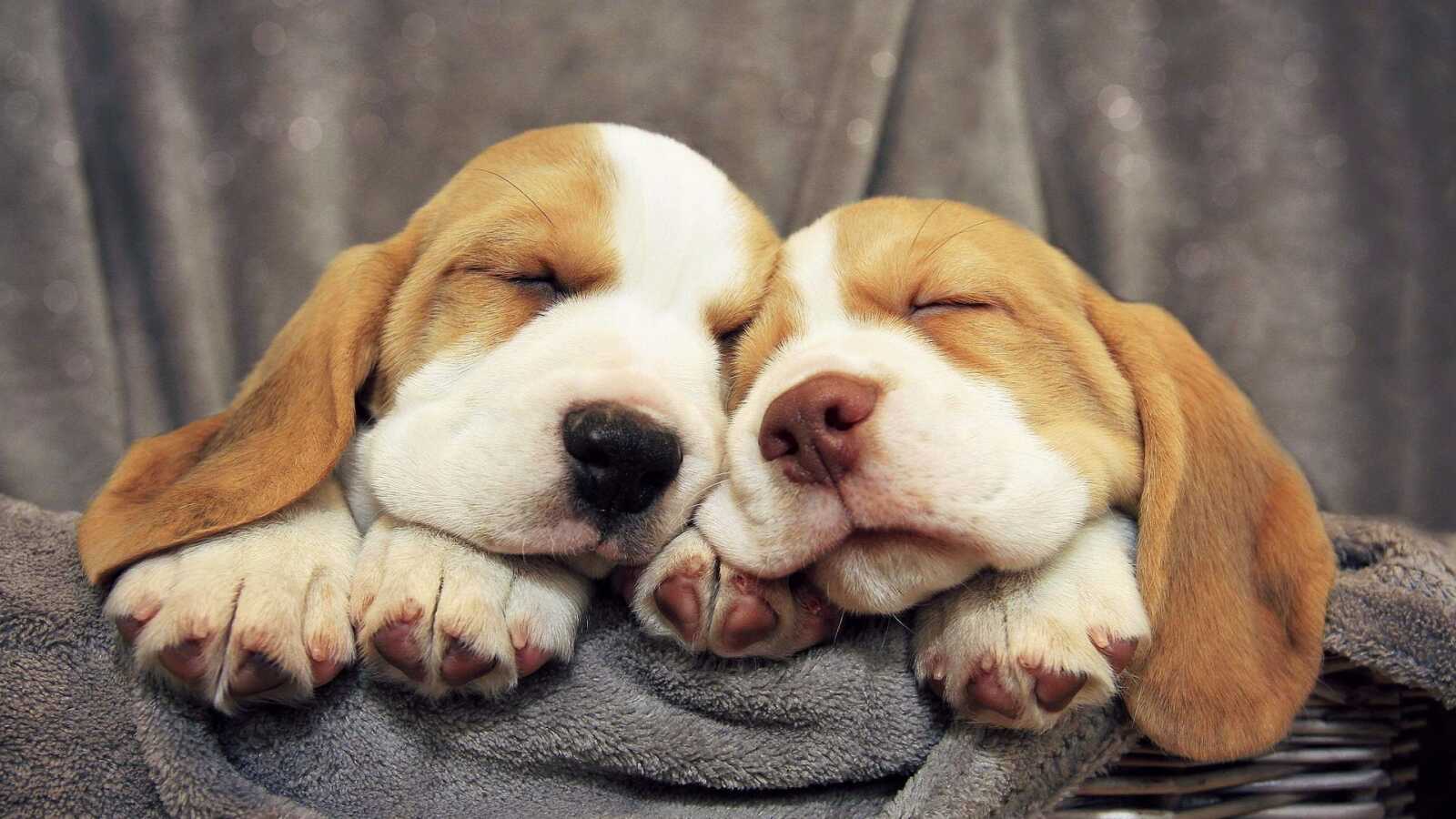 Beagle Wallpapers (34 images) - WallpaperCat