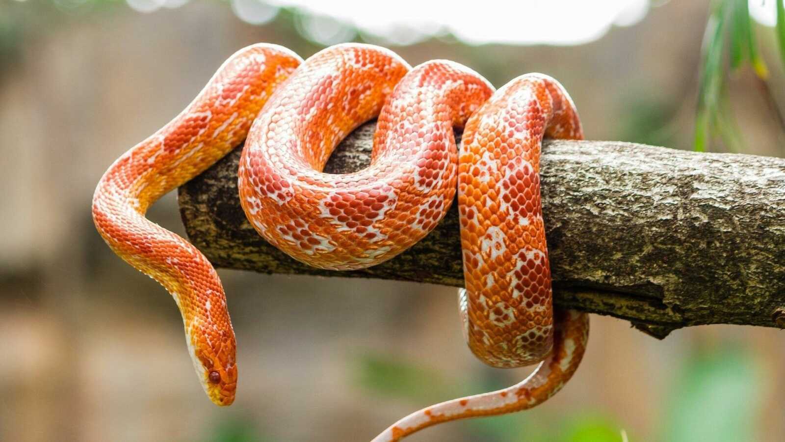Snake Wallpapers (40 images) - WallpaperCat