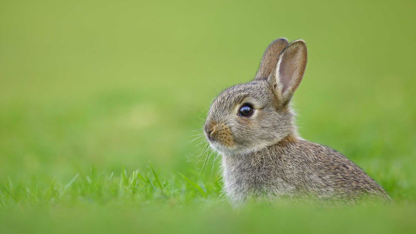 Rabbit Wallpapers (64 images) - WallpaperCat